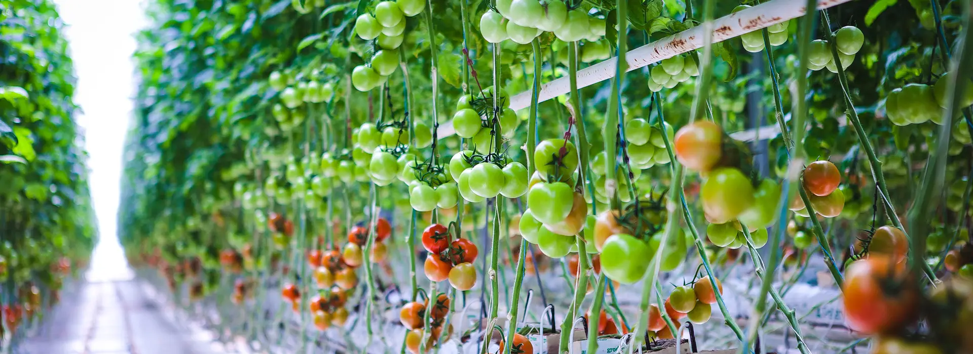 Contact - Grow Group